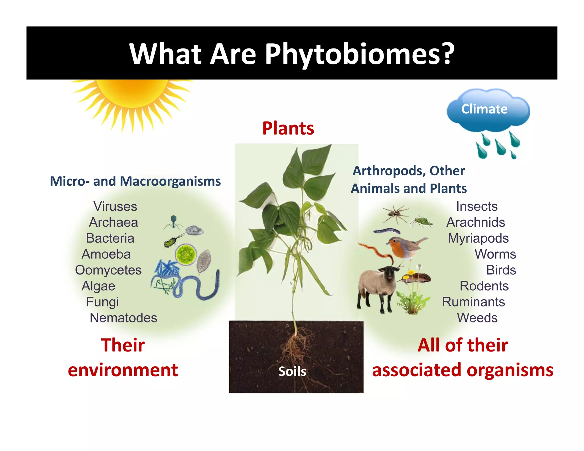 Exploring Phytobiome System: From Microbiomes To Next Generation ...