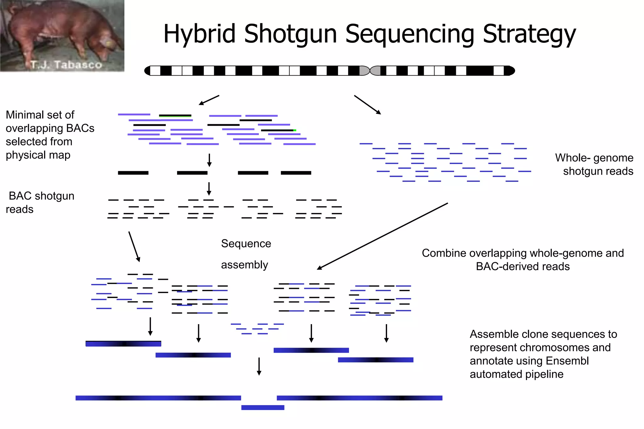Pig Genome Sequencing – Accurate haplotype construction and detection ...