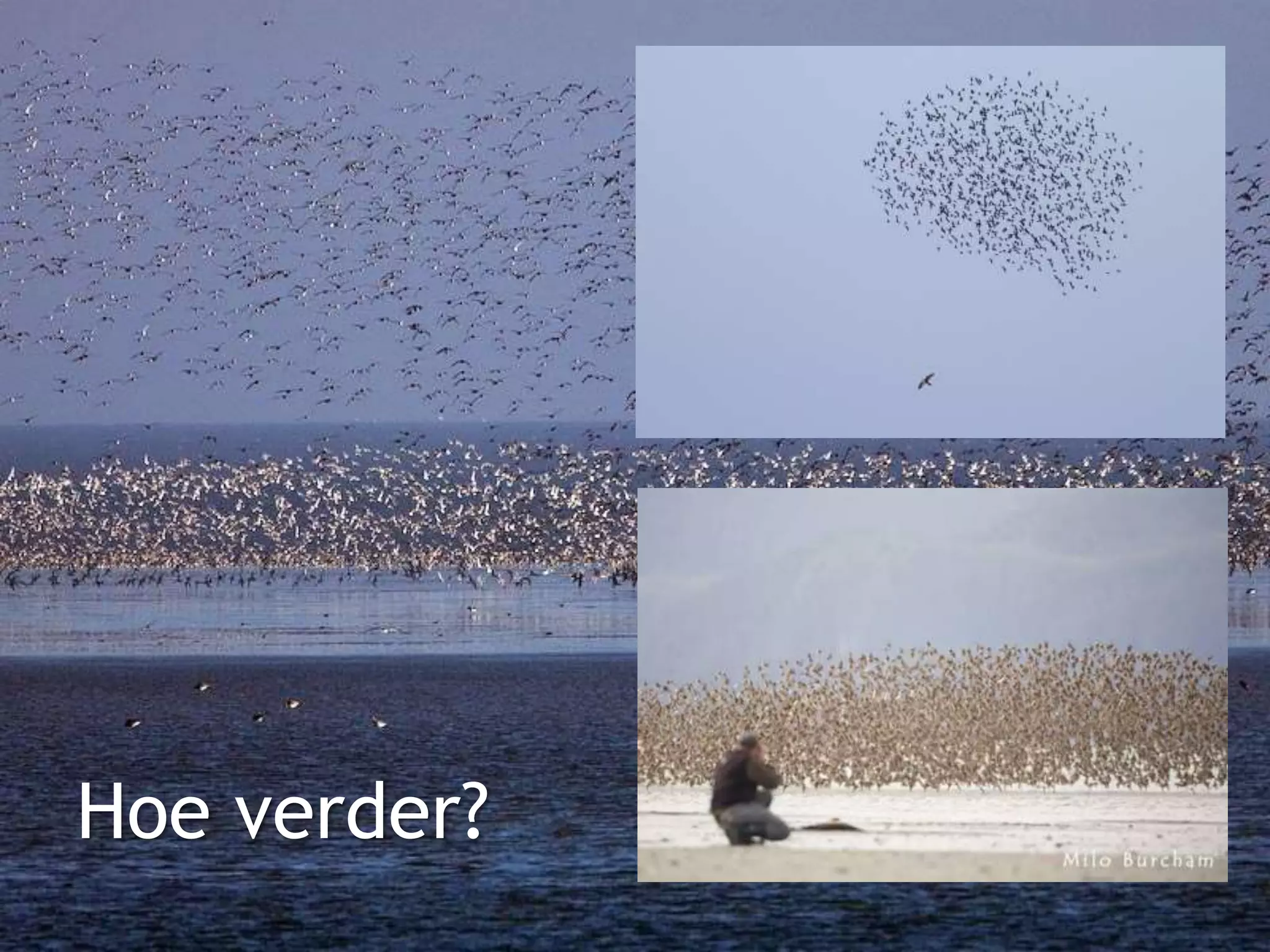 Monitoring verstoring tijdens hw-telling | PPT