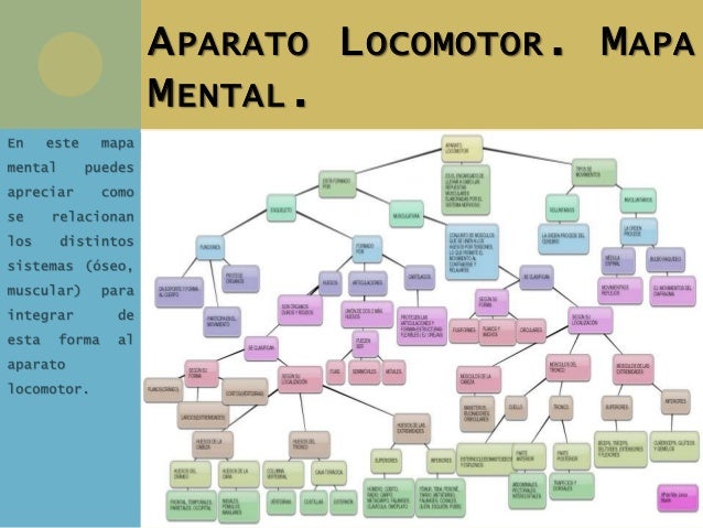 31 Mapa Mental Del Sistema Locomotor Pics Dato Mapa