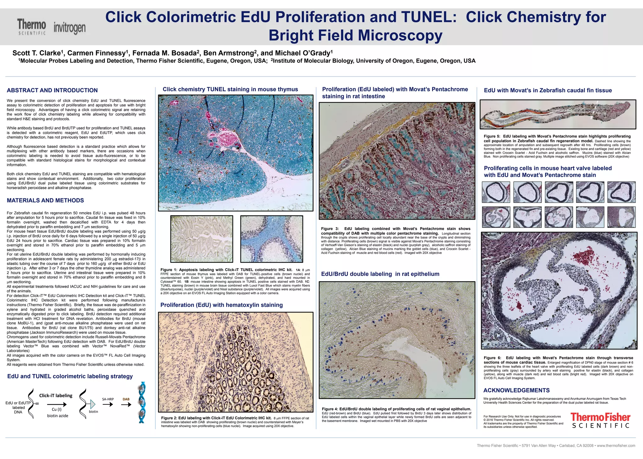 Click Colorimetric EdU Proliferation and TUNEL: Click Chemistry for ...