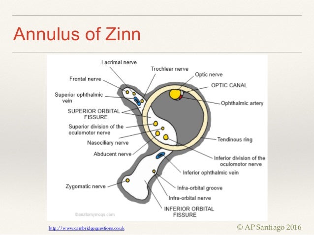 2016 asmph strabismus & amblyopia