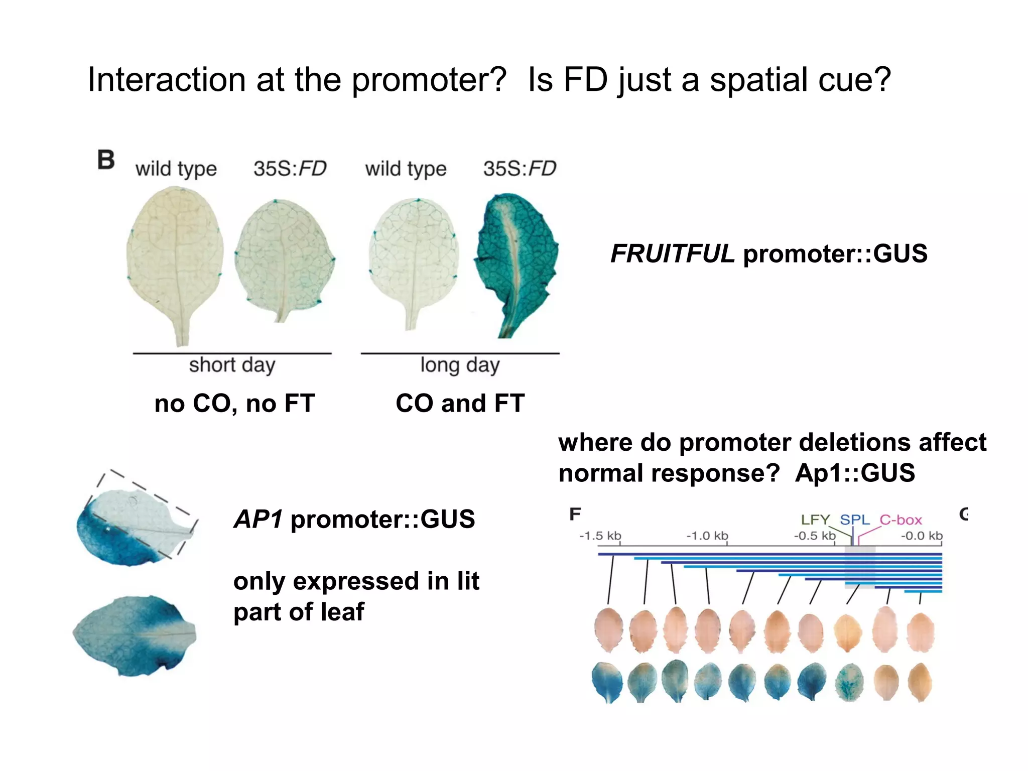 2016 Class Slides Floral Transition | PPT