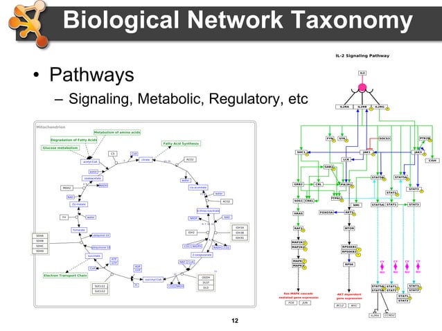 Cytoscape Network Visualization and Analysis | PPTX