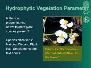 Wetland Law and Compliance | PDF