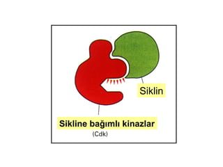 2016Hücre Döngüsü Kontrolü.ppt 2016Hücre Döngüsü Kontrolü.ppt2016Hücre ...