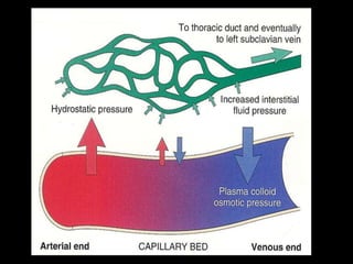 2016_Hemodynamics_AF_web.ppt