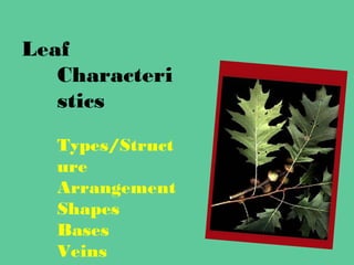 2019 Leaf Characteristics | PPTX