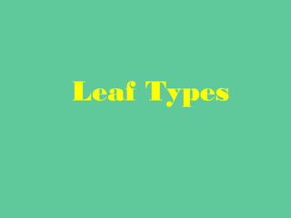 2019 Leaf Characteristics | PPTX