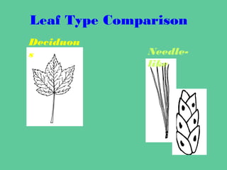2019 Leaf Characteristics | PPTX
