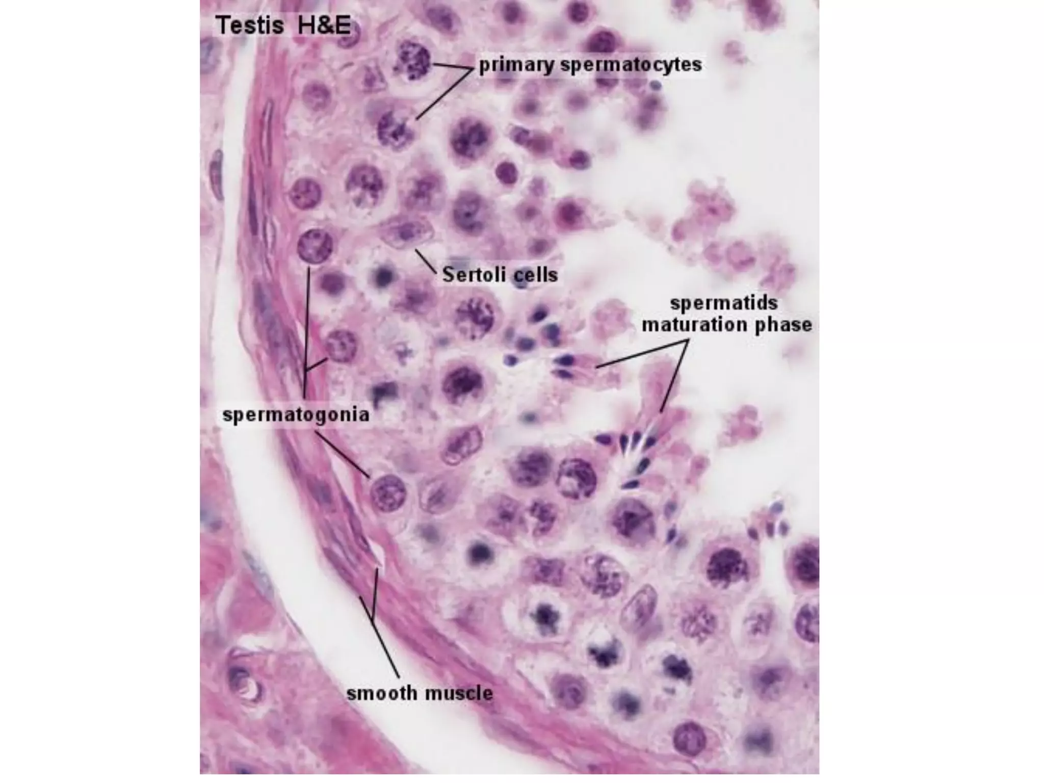 histology of male reproductive histology ppt | PDF