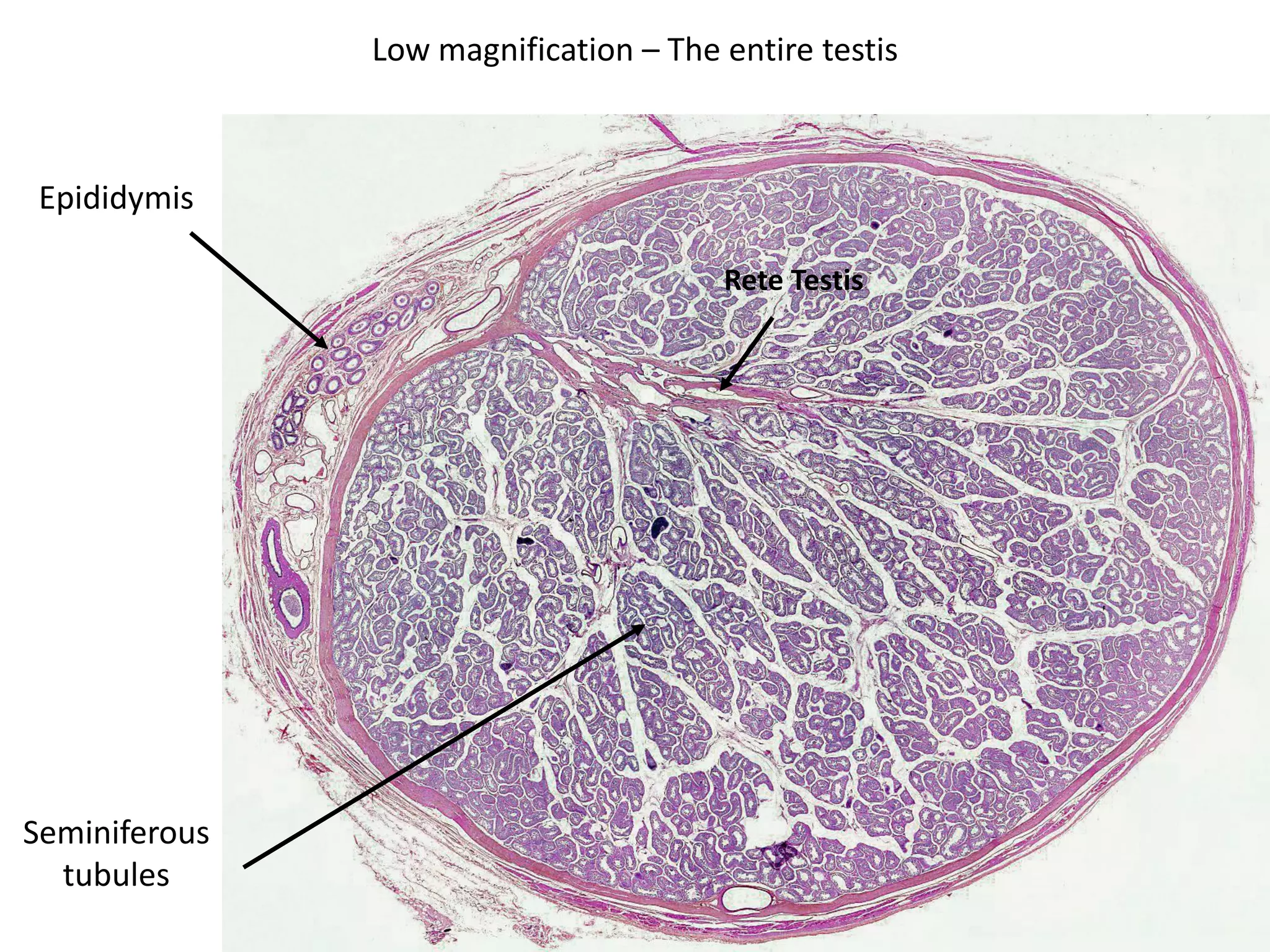 histology of male reproductive histology ppt | PDF