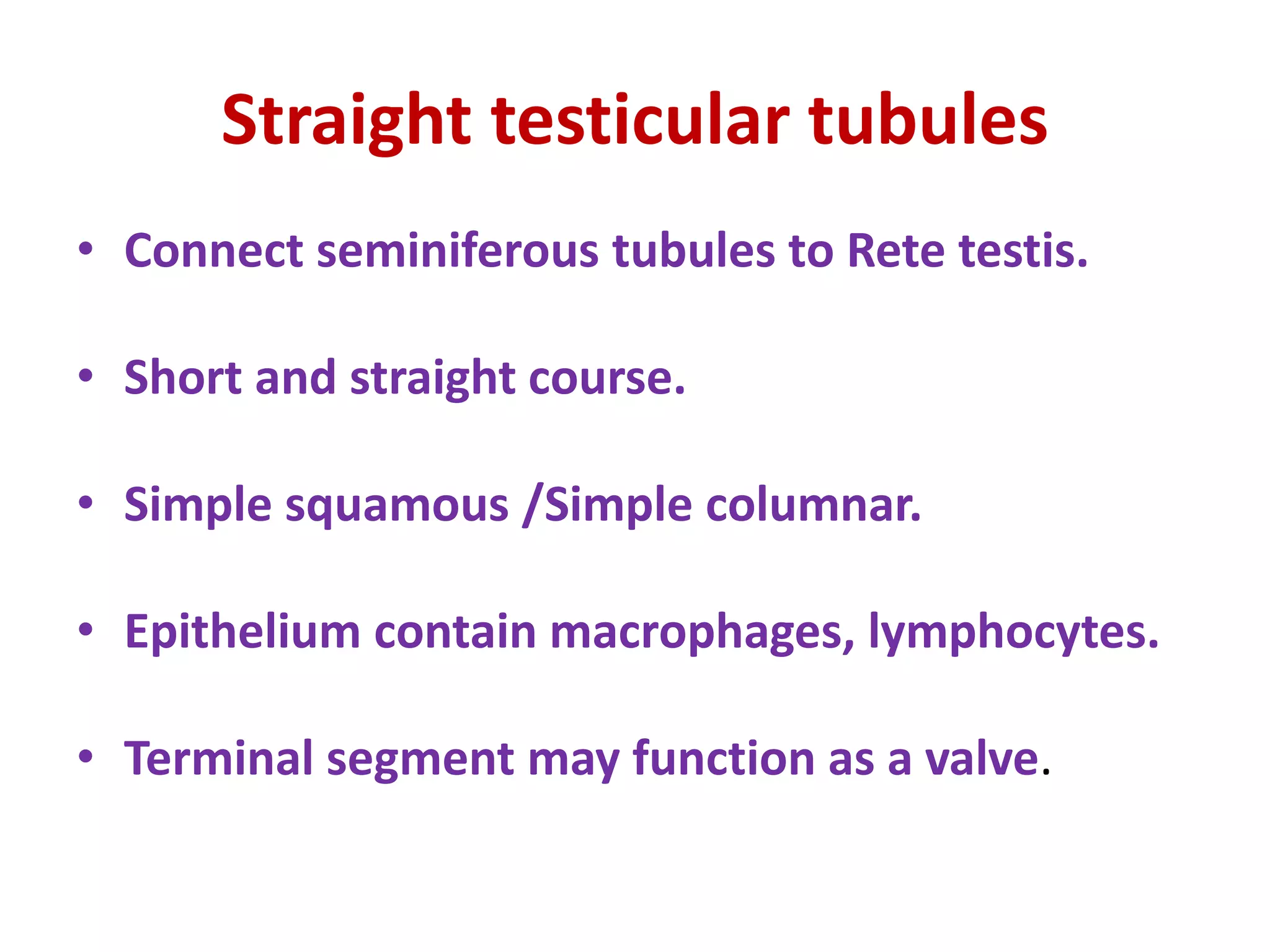 histology of male reproductive histology ppt | PDF