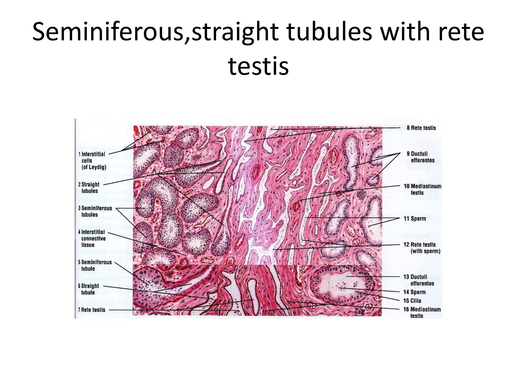 histology of male reproductive histology ppt | PDF