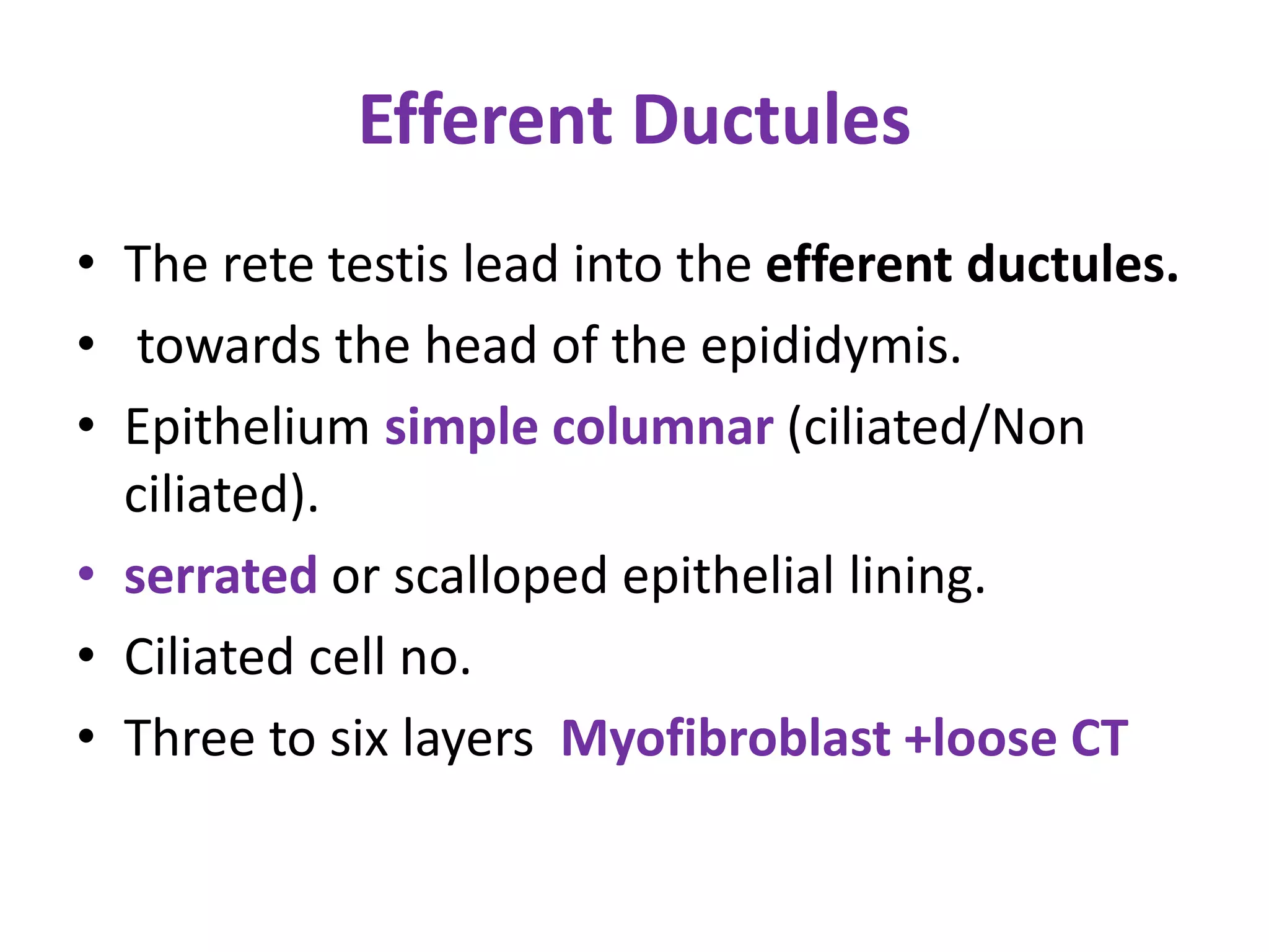 histology of male reproductive histology ppt | PDF