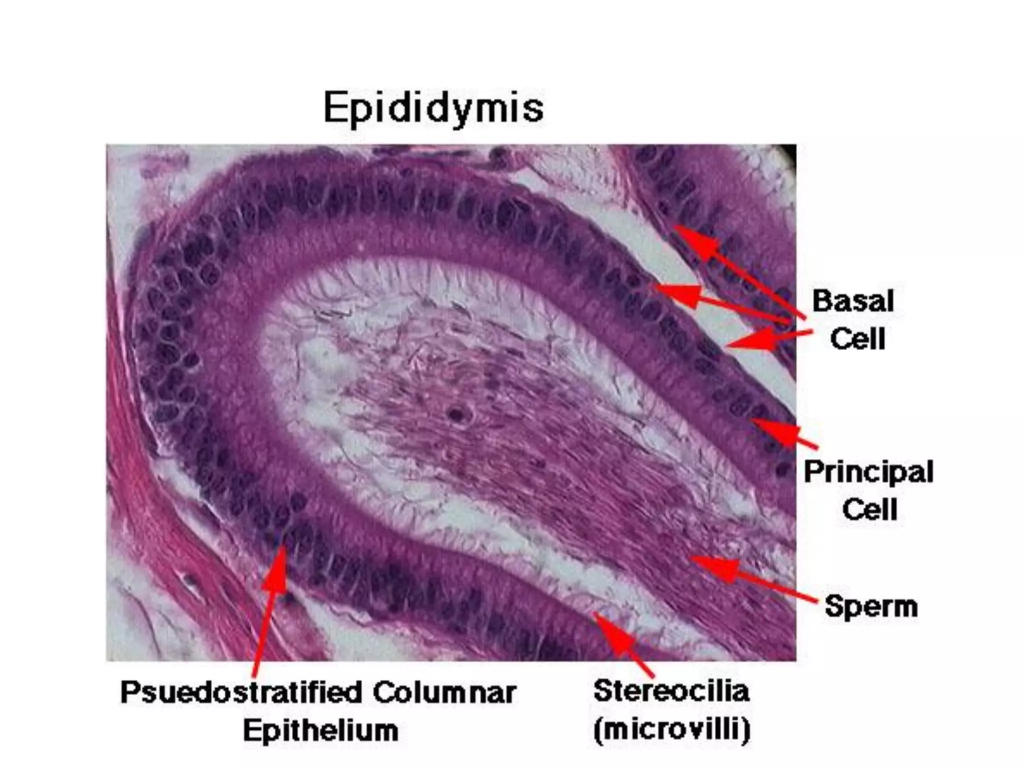 histology of male reproductive histology ppt | PPT