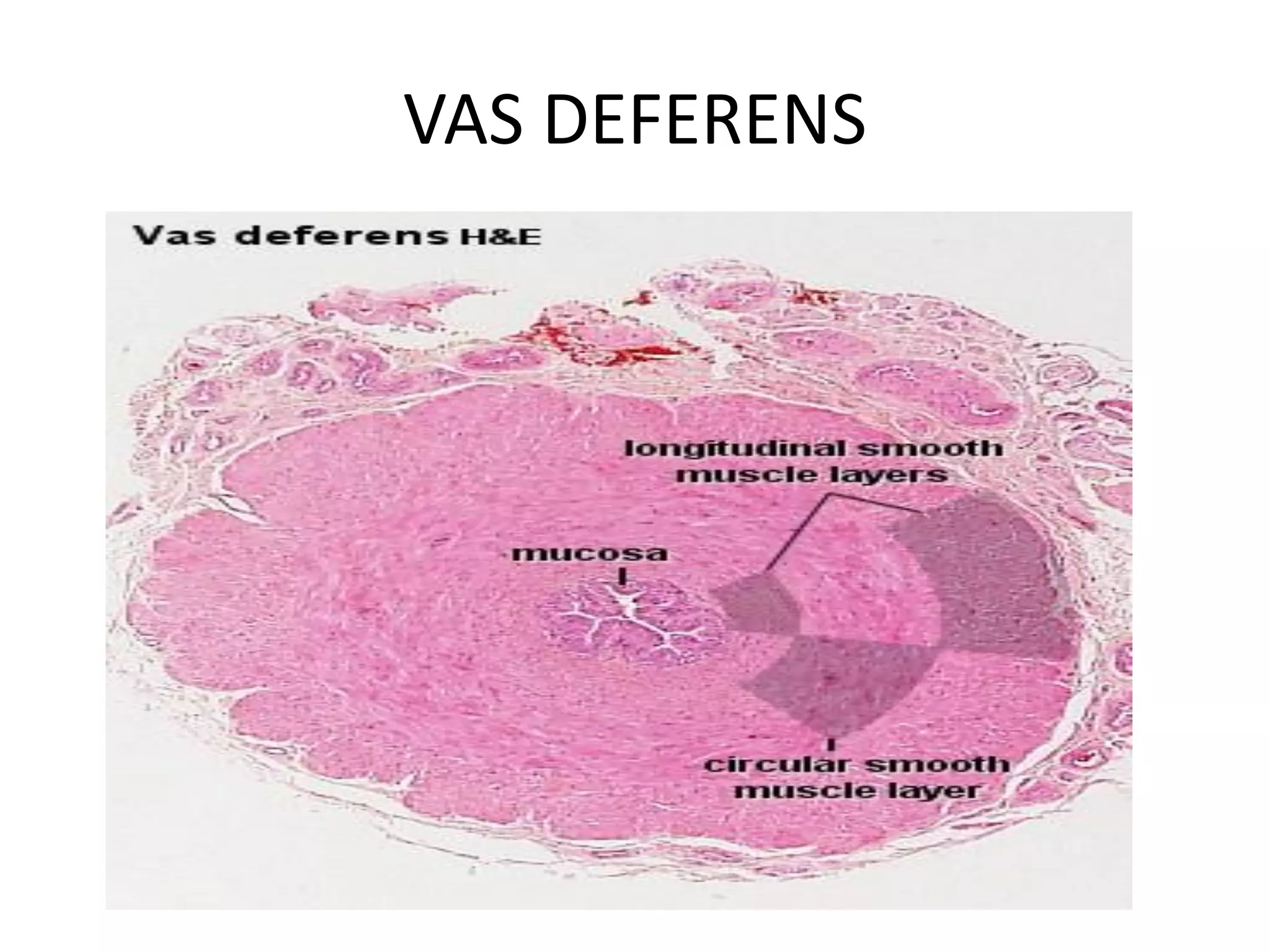 histology of male reproductive histology ppt | PDF