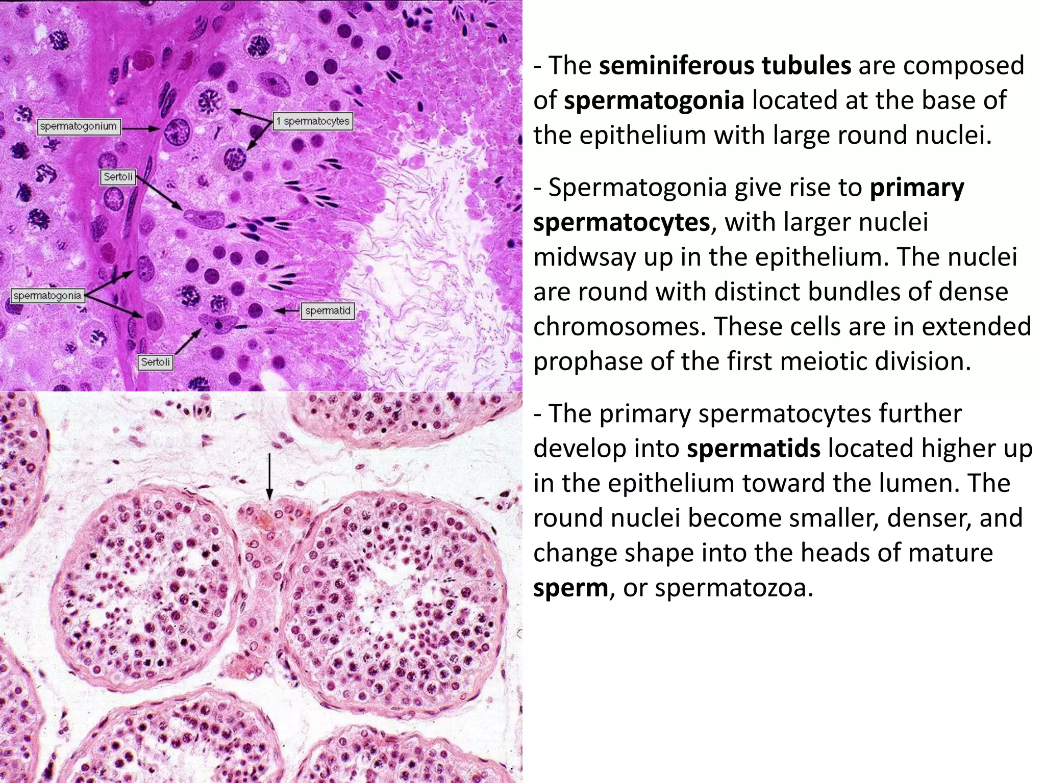 histology of male reproductive histology ppt | PDF