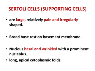 histology of male reproductive histology ppt | PDF
