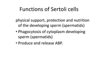histology of male reproductive histology ppt | PDF