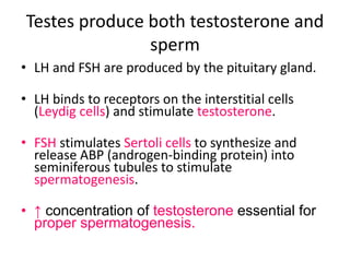 histology of male reproductive histology ppt | PDF