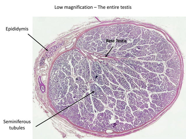 histology of male reproductive histology ppt | PDF | Infertility ...