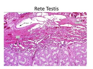 histology of male reproductive histology ppt | PDF