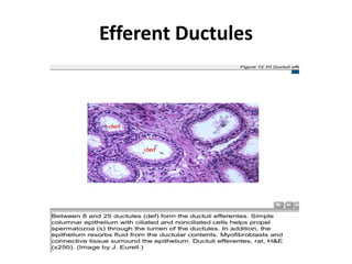 Efferent Ductule Histology