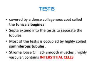 histology of male reproductive histology ppt | PDF