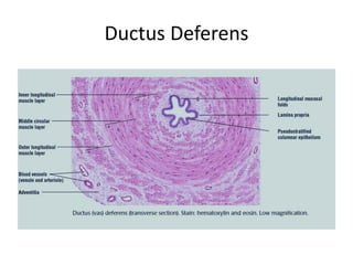 Ductus Deferens Histology Labeled