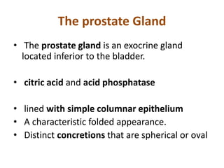 histology of male reproductive histology ppt | PDF