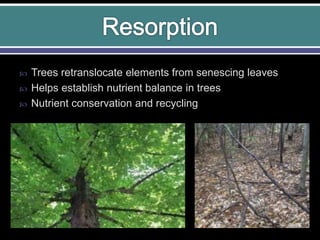 Foliar nutrient resorption reflects interactions of N and P availablity ...