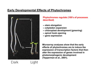 photomorphogenesis, photosensors, light signal transduction | PDF