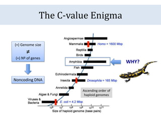 Genome size estimation by qPCR - 2016 Sevinomics | PPT