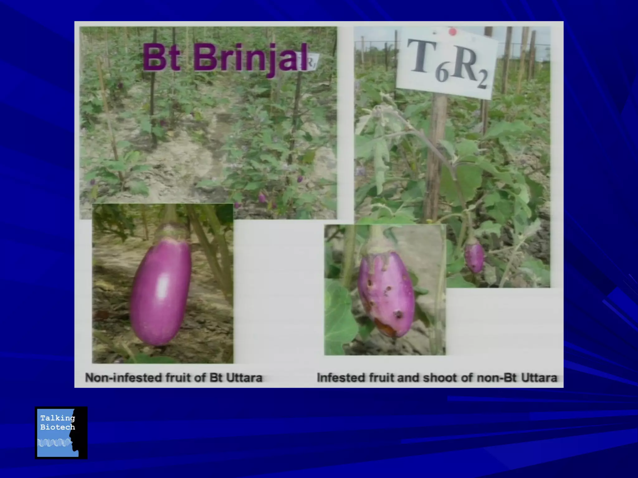 What is Biotechnology? Real Risks and Benefits | PPT