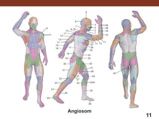 Vascular Territories | PDF