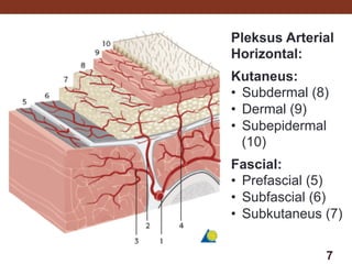 Vascular Territories | PDF