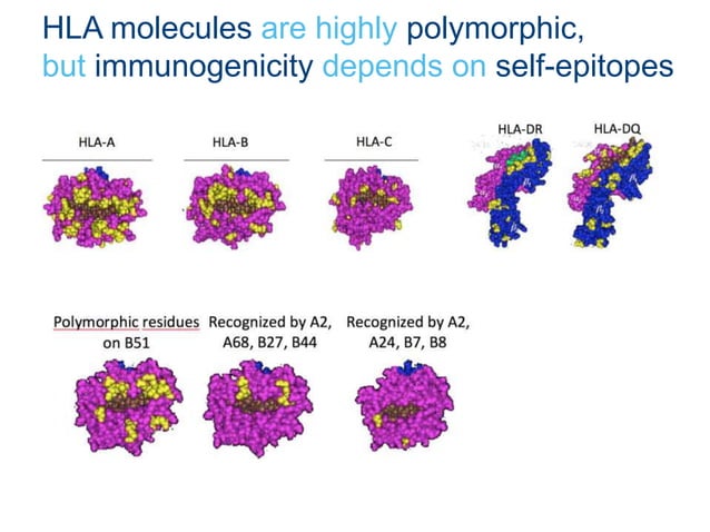 HLA antistoffen en niertransplantatie | PPT