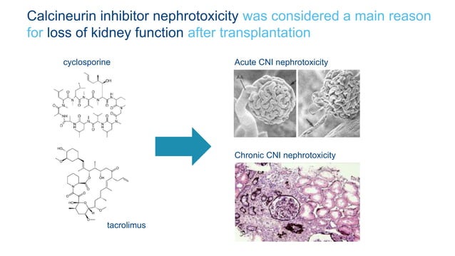 Calcineurin inhibitor nephrotoxicity - once and for all? | PPTX ...