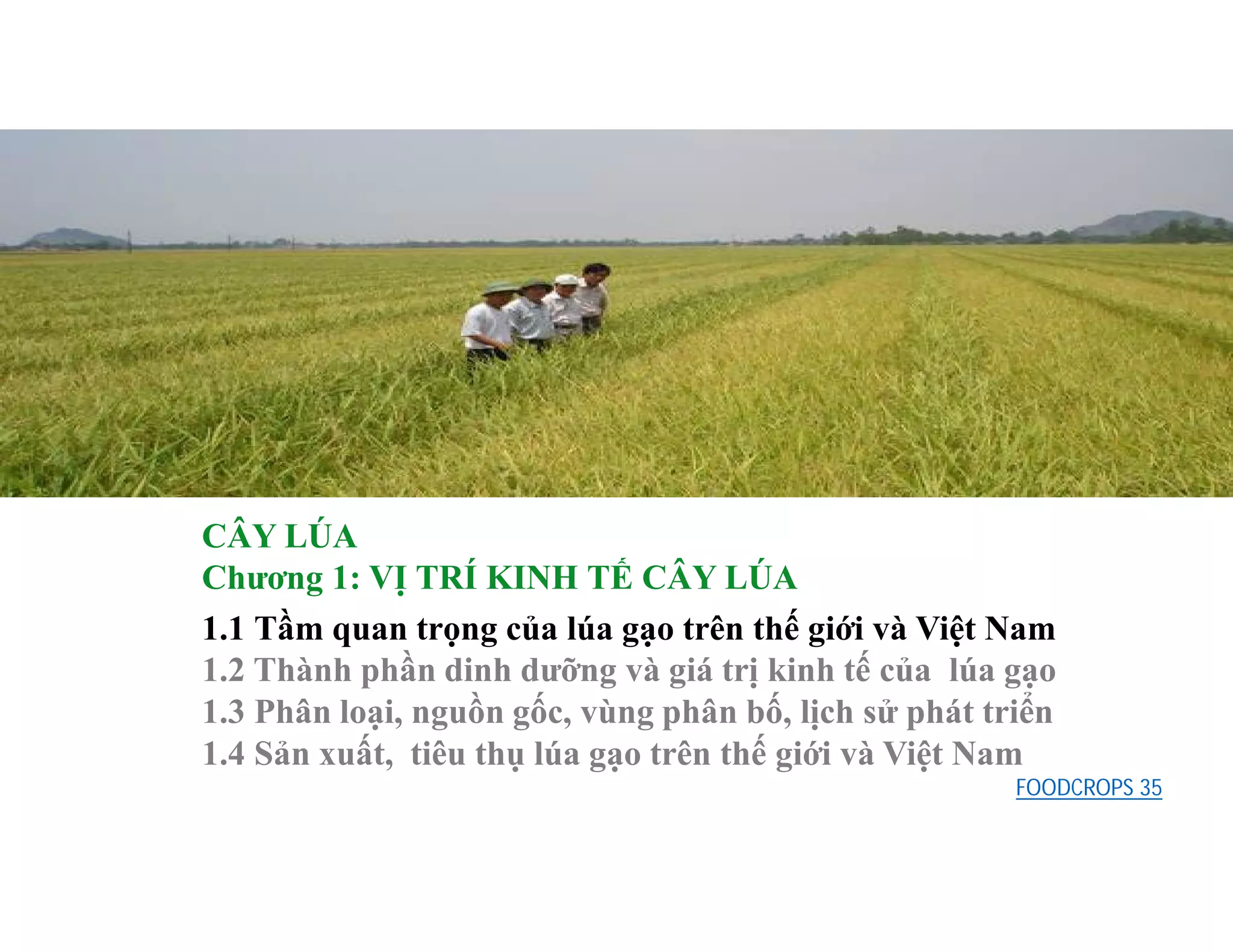 2017 Hoàng Kim. Bài giảng cây lúa | PDF