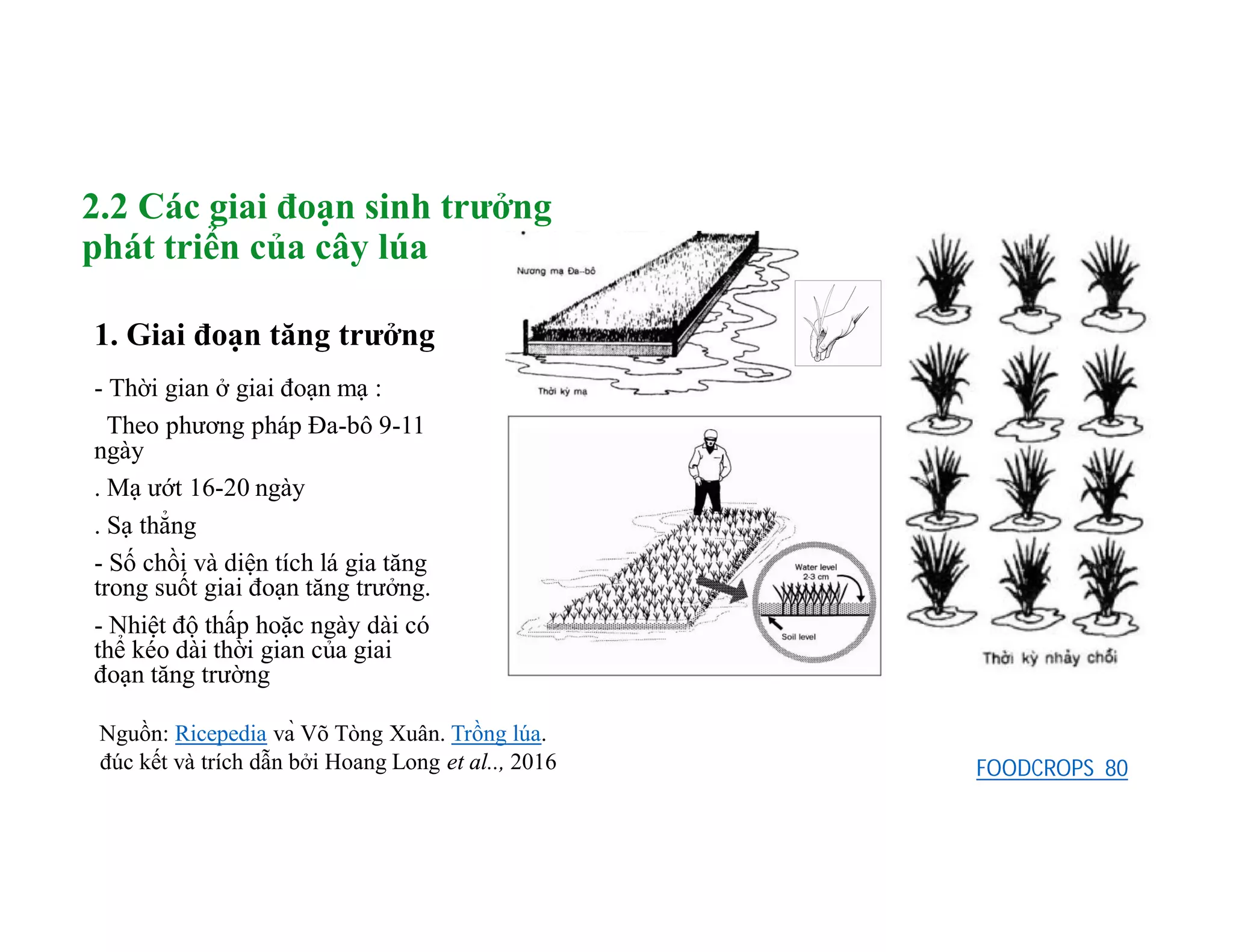 2017 Hoàng Kim. Bài giảng cây lúa | PDF