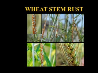 Puccinia graminis | PPTX