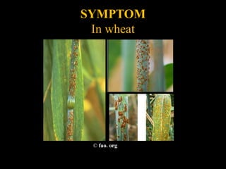 Puccinia graminis | PPTX