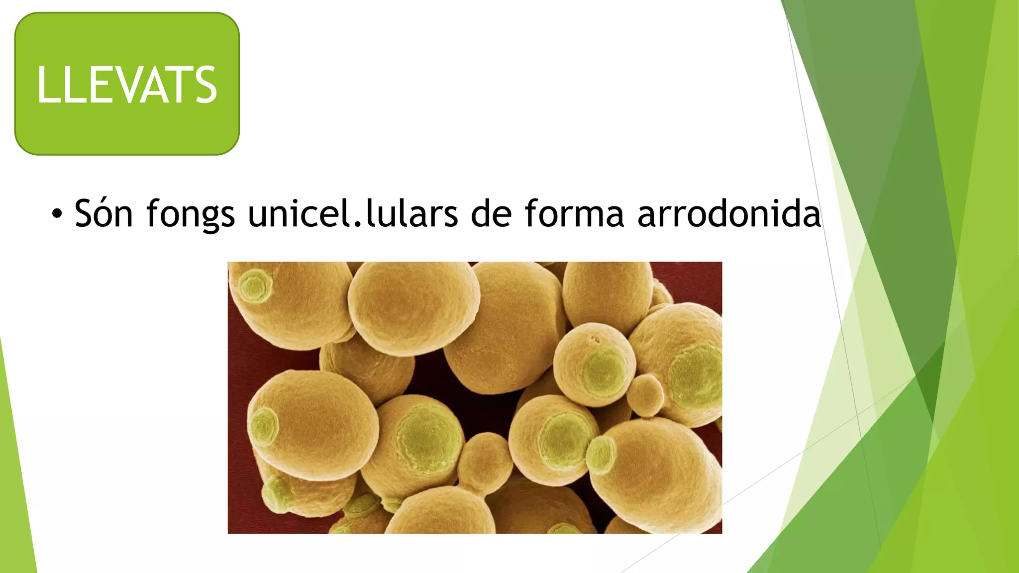 1r ESO - Biologia i Geologia - Tema 10 - Fongs, Protoctists i moneres | PPTX