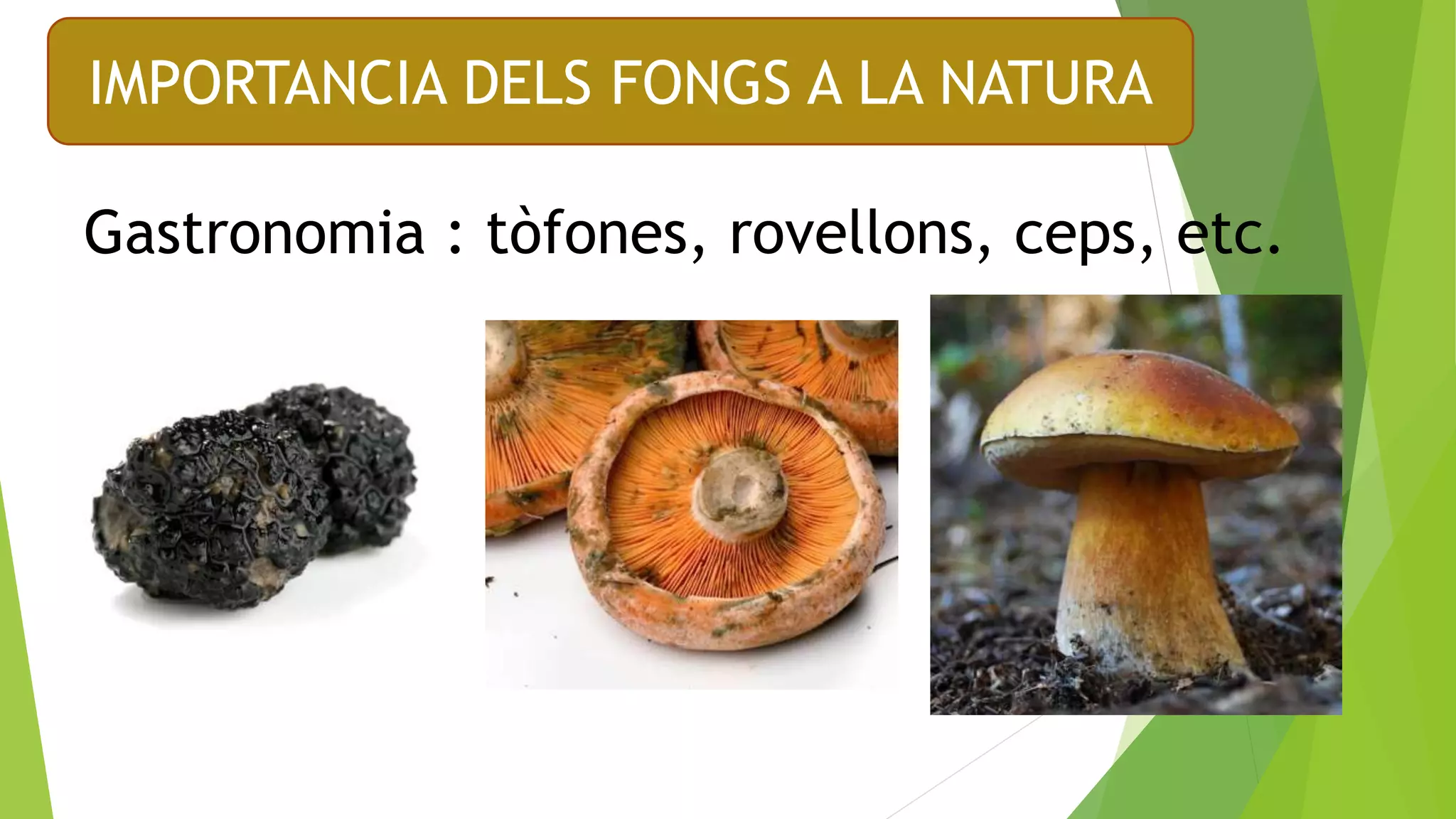 1r ESO - Biologia i Geologia - Tema 10 - Fongs, Protoctists i moneres ...