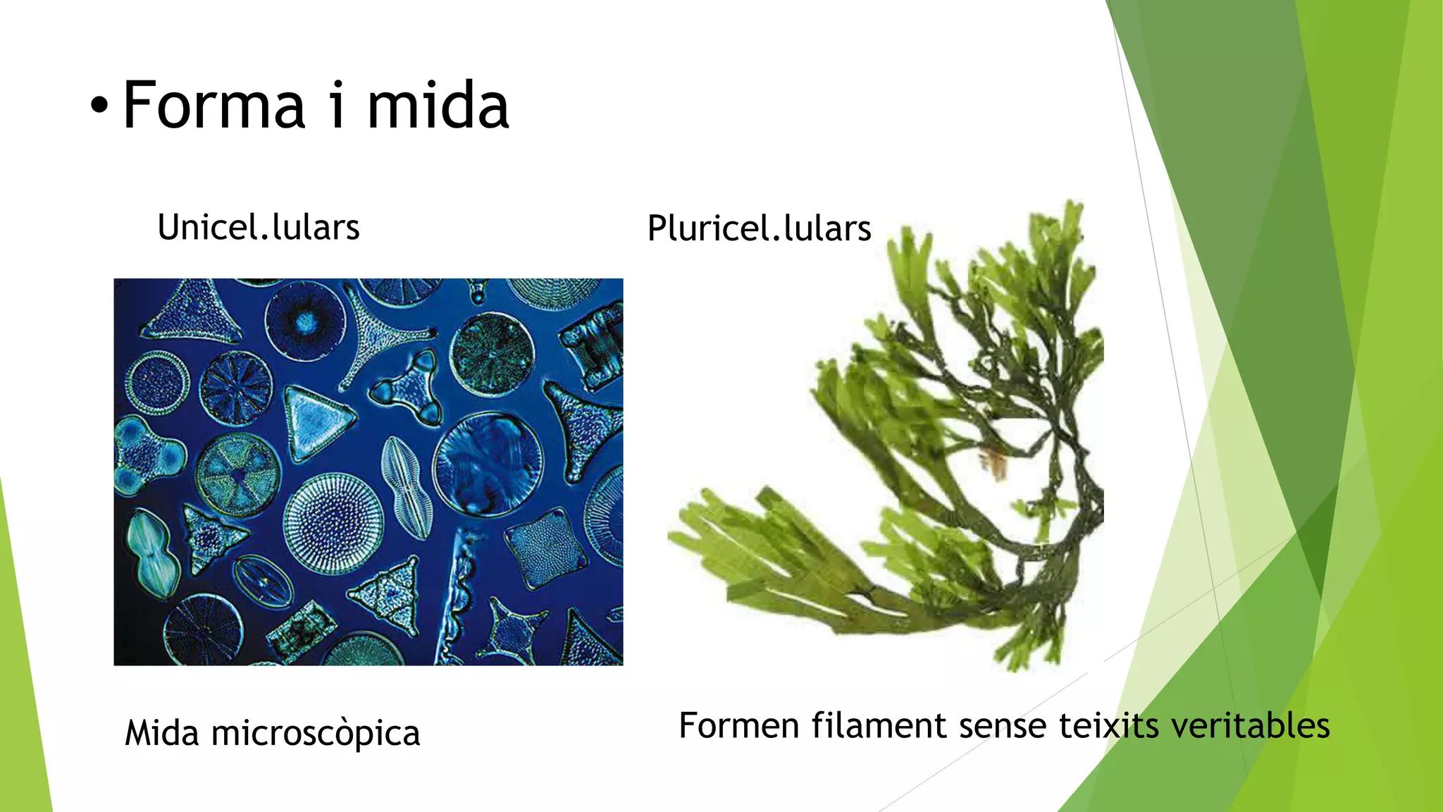 1r ESO - Biologia i Geologia - Tema 10 - Fongs, Protoctists i moneres | PPTX