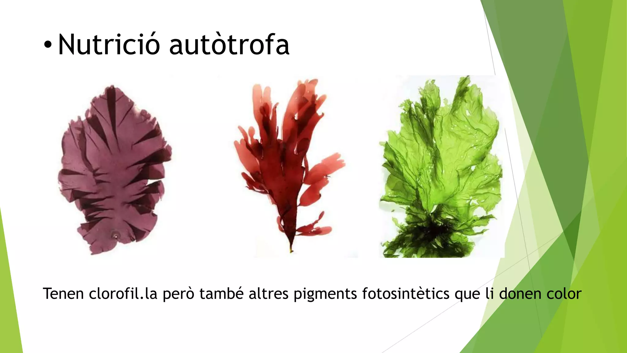 1r ESO - Biologia i Geologia - Tema 10 - Fongs, Protoctists i moneres ...