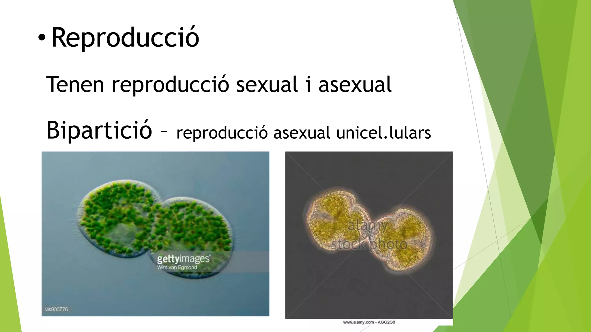 1r ESO - Biologia i Geologia - Tema 10 - Fongs, Protoctists i moneres | PPTX