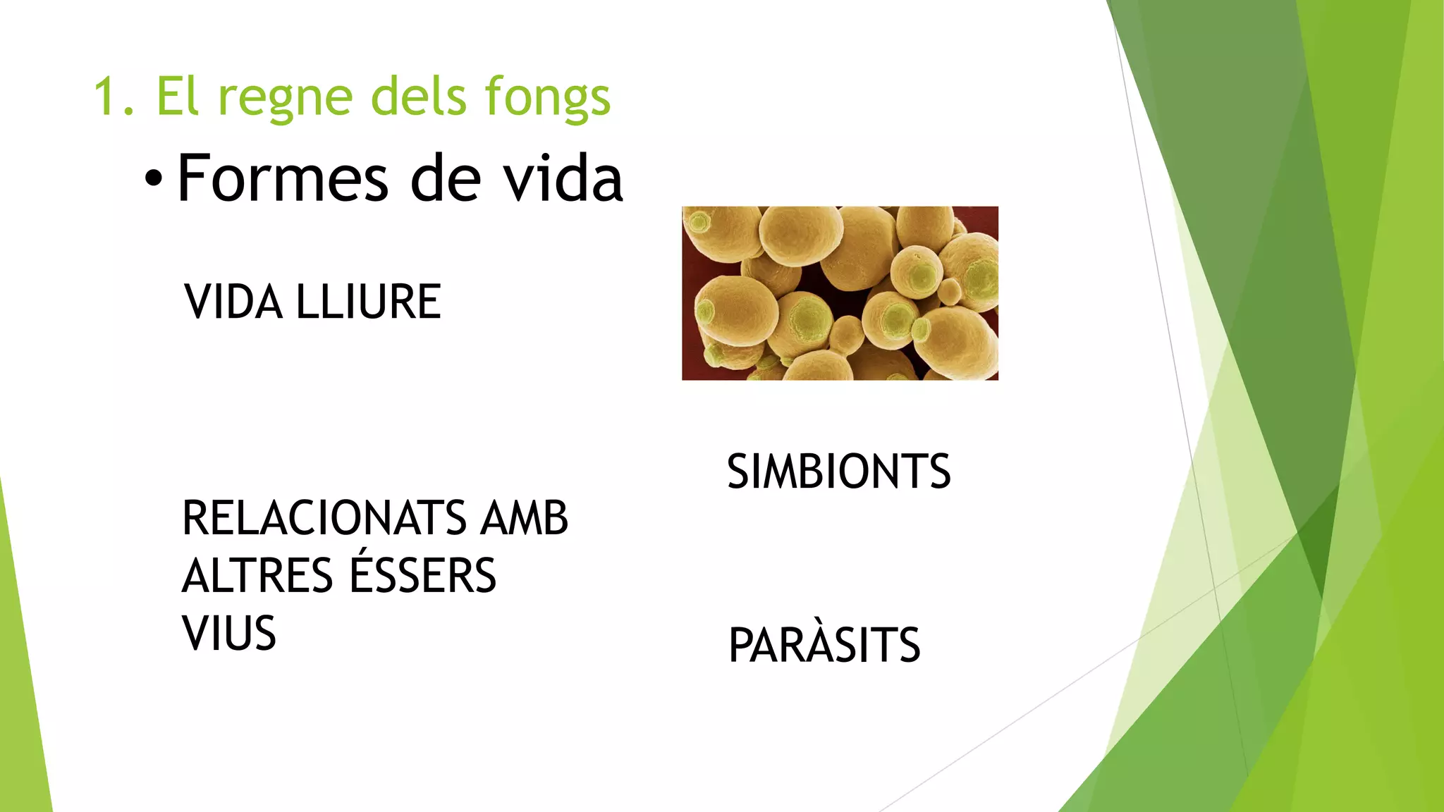 1r ESO - Biologia i Geologia - Tema 10 - Fongs, Protoctists i moneres | PPTX