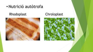 1r ESO - Biologia i Geologia - Tema 10 - Fongs, Protoctists i moneres ...